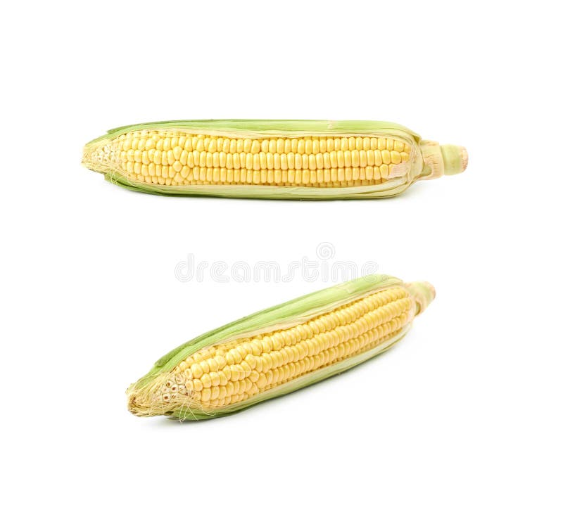 Ear of Corn Corncob Isolated Stock Image - Image of corn, green: 108622517