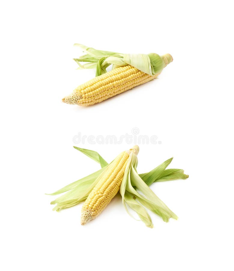 Ear of Corn Corncob Isolated Stock Photo - Image of produce, colorful ...