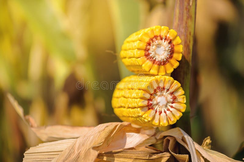 Ear of corn cross section stock photo. Image of field - 58962686