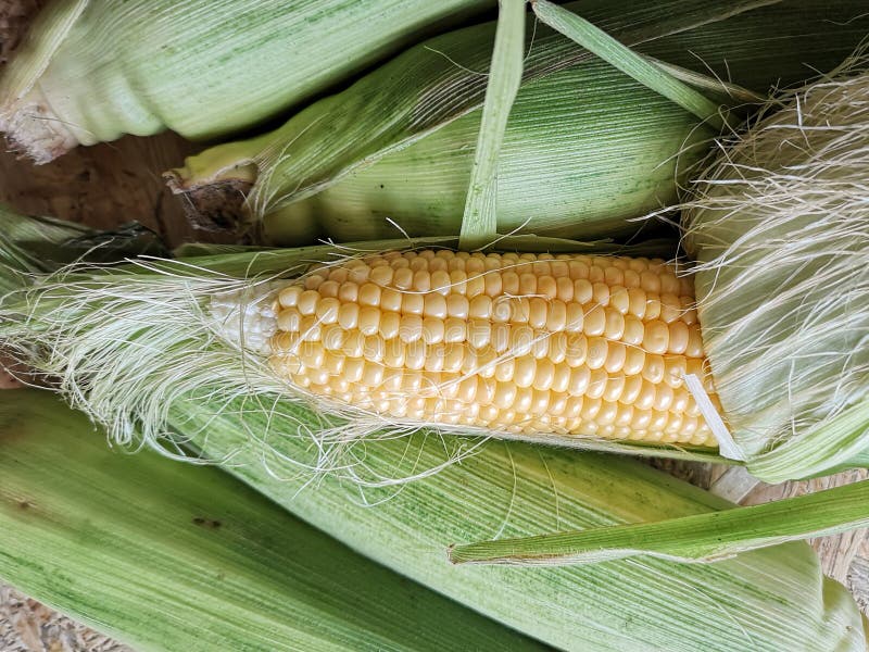 Ear of corn stock image. Image of farm, forage, fiber - 122149435