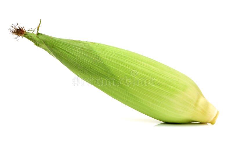 An ear of corn stock photo. Image of healthy, ripe, isolated - 136131884