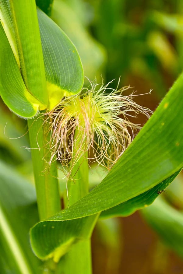 Ear of Corn in the Early Stage of Development Stock Image - Image of ...