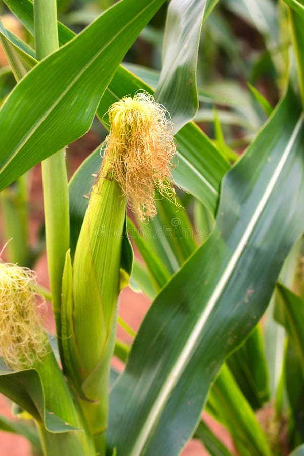 An Ear of Corn in the Field. Stock Photo - Image of colorful, farming ...
