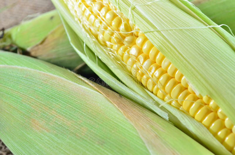 An ear of corn stock photo. Image of health, farm, green - 40321490