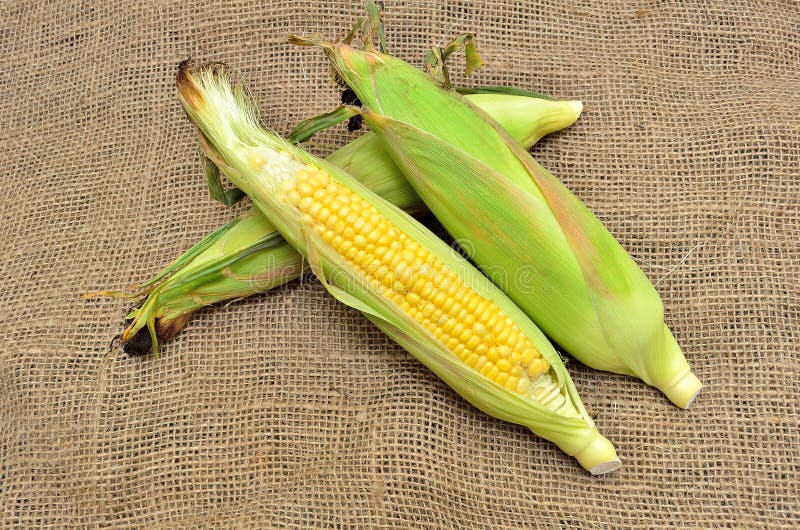 An ear of corn stock image. Image of flake, husk, health - 40322365