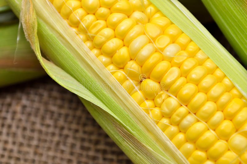 An ear of corn stock image. Image of flake, husk, health - 40322365