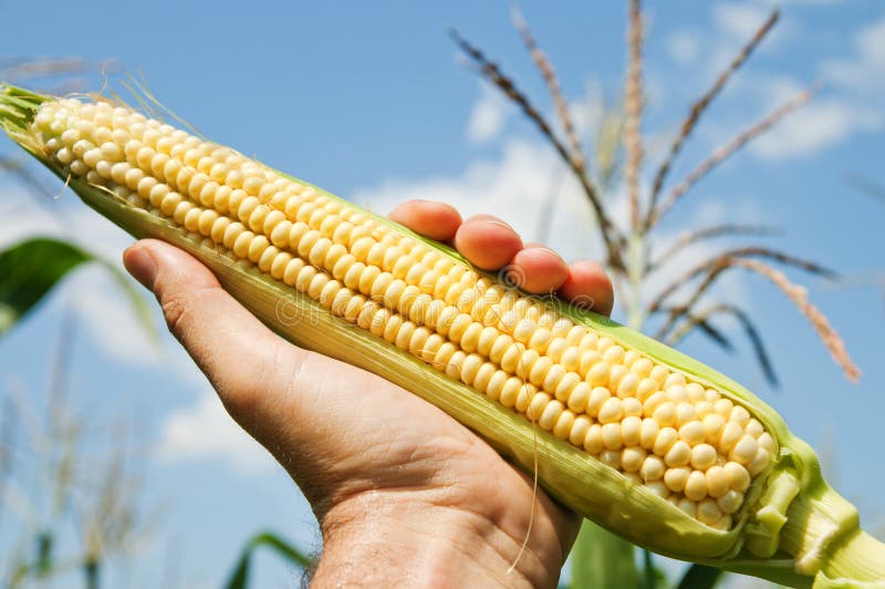 Ear of corn in hand stock photo. Image of background - 16294882