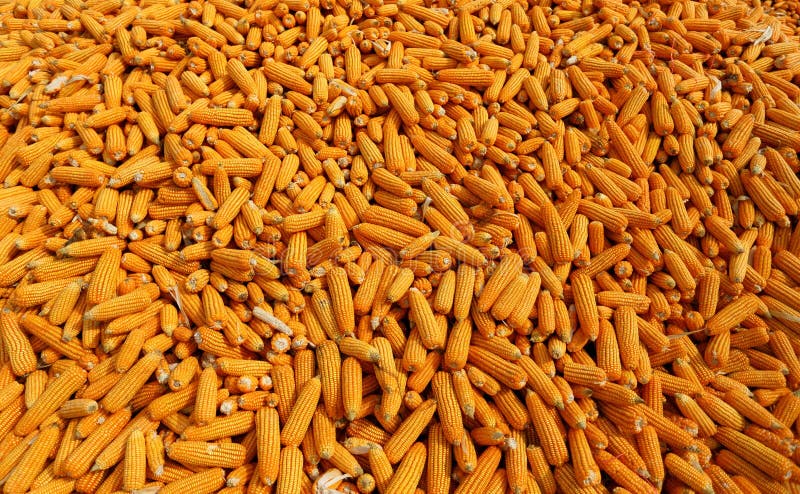 Ear corn. stock image. Image of cooking, closeup, life - 33554903