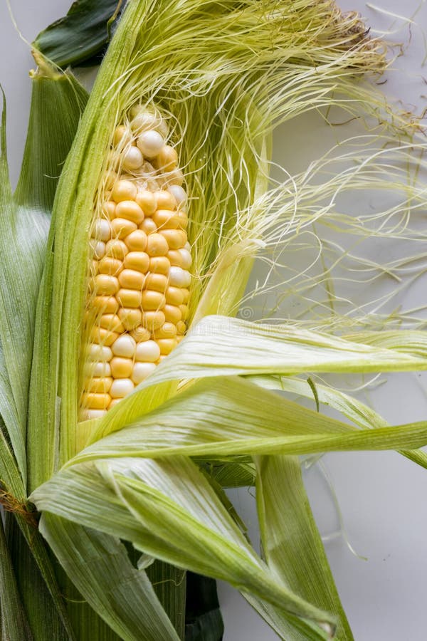An Ear of Corn with the Husk Peeled Back Exposing the Kernels. Stock ...