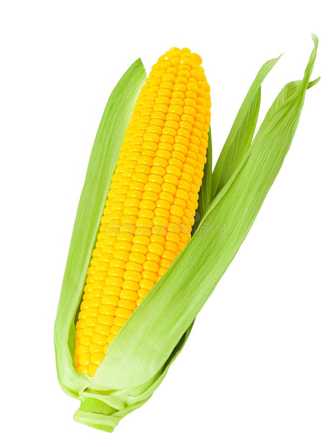 Ear of Corn Isolated on White Background Stock Image - Image of leaf ...