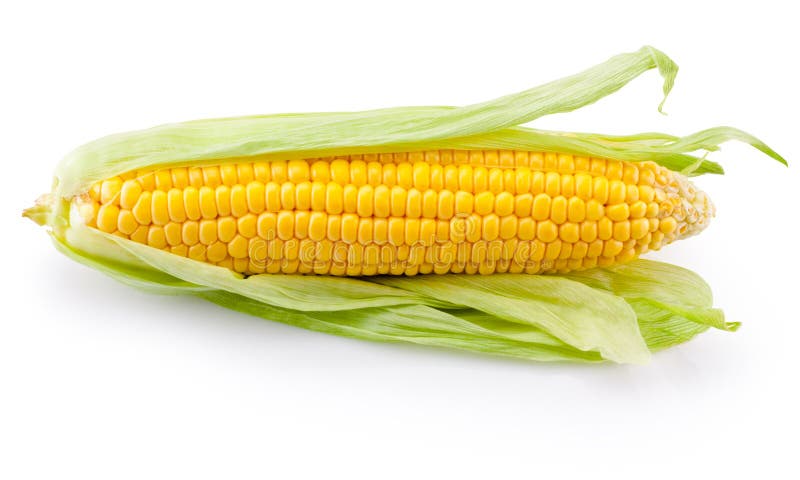 Ear of Corn isolated stock image. Image of grain, kernels - 28100353