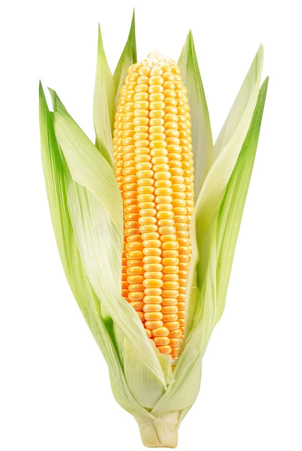Ear of Corn isolated stock image. Image of grain, kernels - 28100353