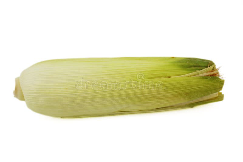 Ear of Corn isolated stock image. Image of grain, kernels - 28100353