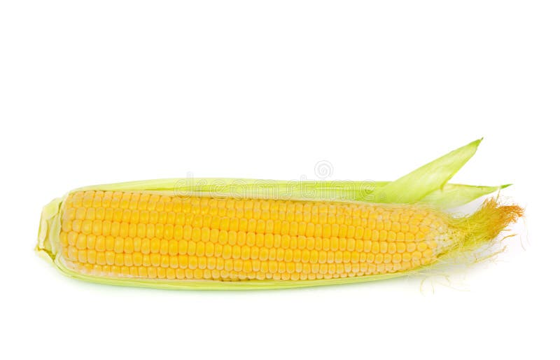 A Ear of Corn Isolated on White Stock Image - Image of maize, kernel ...