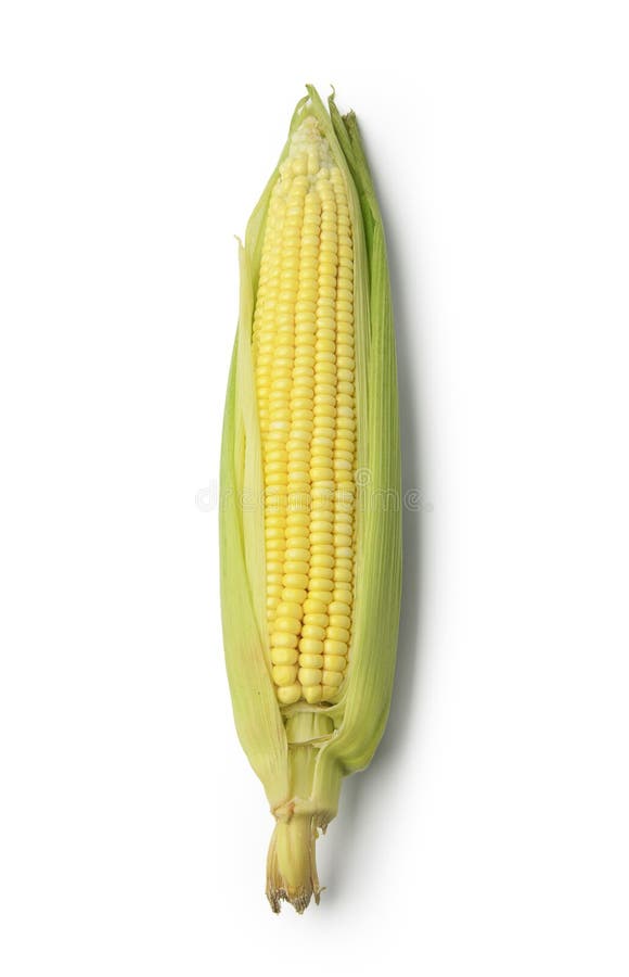 Ear of Corn isolated stock photo. Image of kernels, object - 20472510