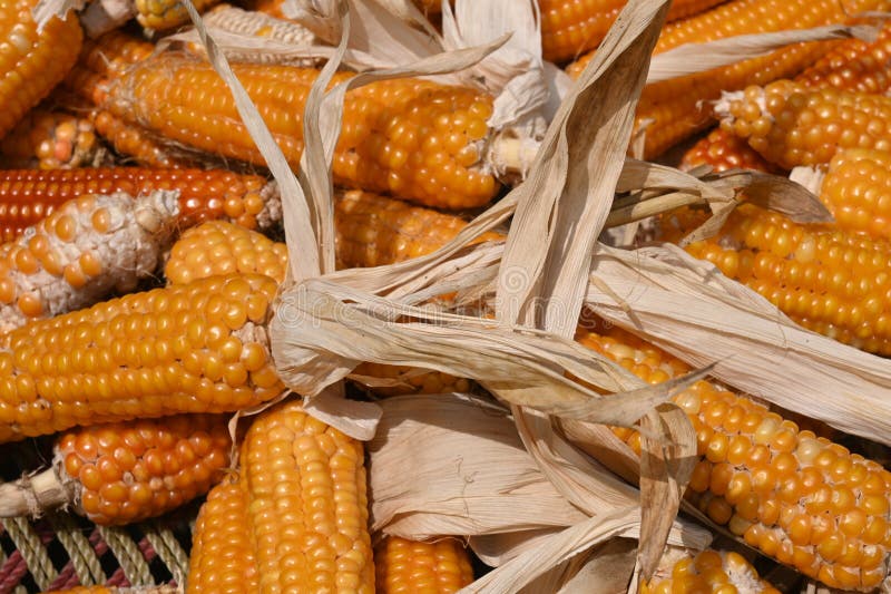Ear of Corn Isolated on White Background. Stock Photo - Image of corn ...