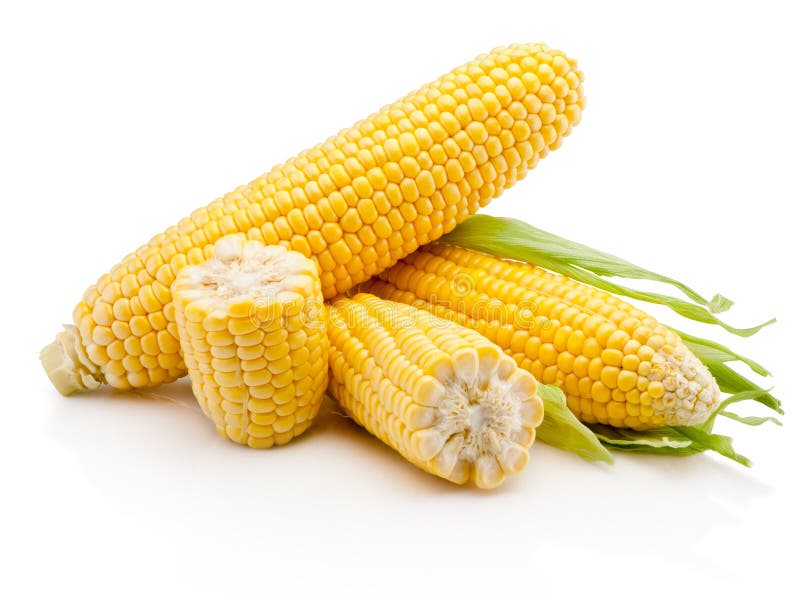 Ear of Corn isolated stock image. Image of grain, kernels - 28100353