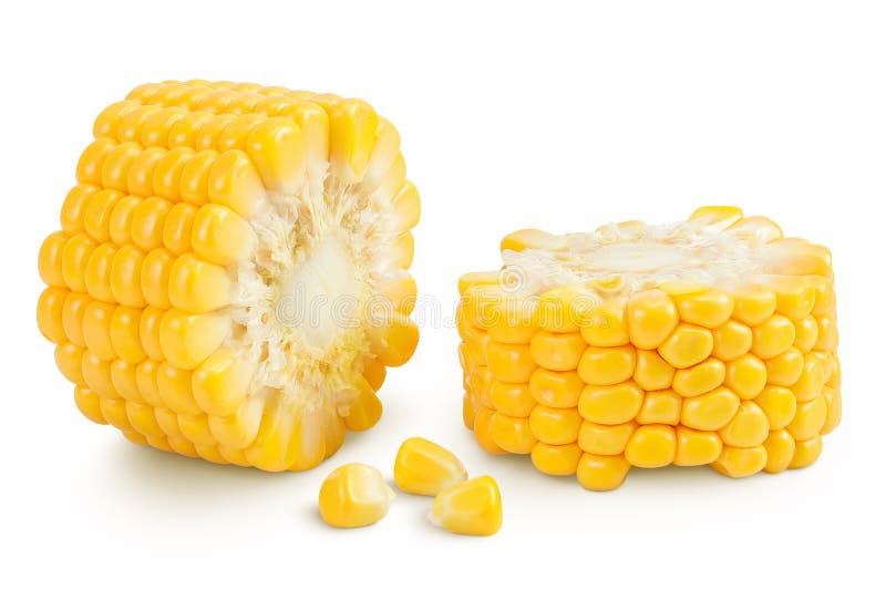 Ear of Corn Isolated on a White Background with Full Depth of Field ...