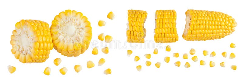 Ear of Corn Isolated on a White Background with Full Depth of Field ...