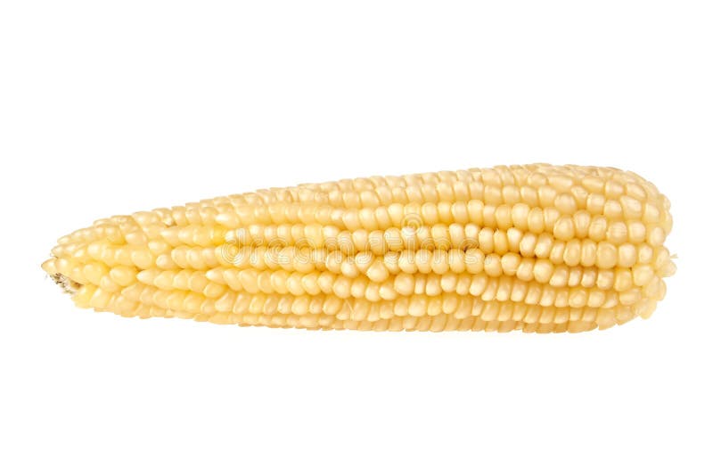 Ear of Corn Isolated on White Background, Corn for Pop Corn Stock Photo ...