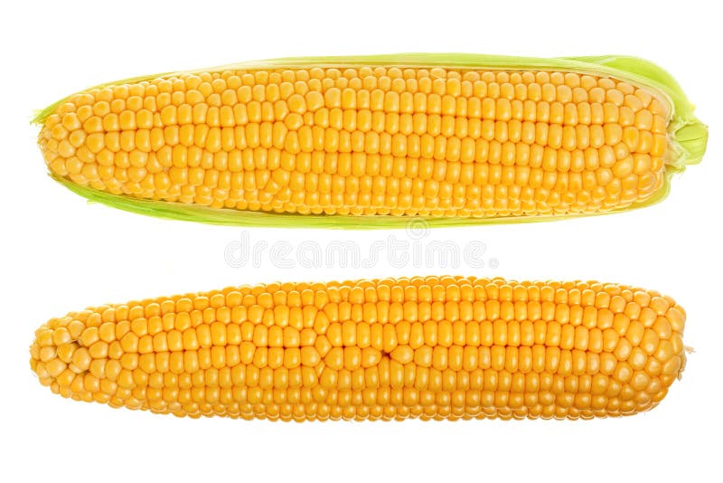Ear of Corn Isolated on a White Background with Full Depth of Field ...