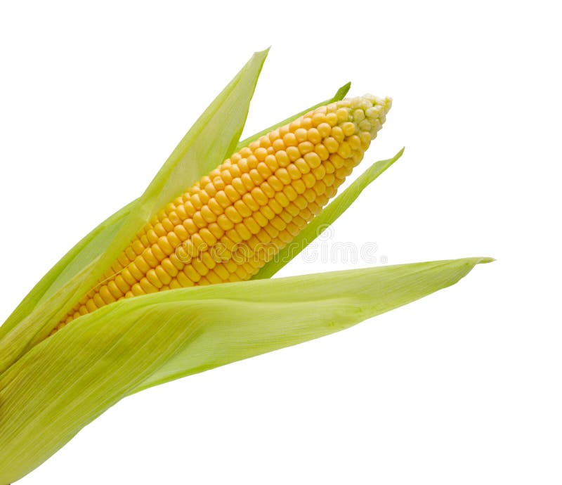 Ear of Corn Isolated on White Stock Image - Image of harvest, diet ...