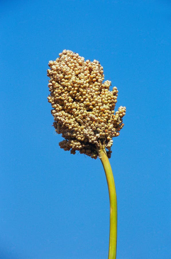 Ear of Corn of Jawar Crop in Field, Pune, Maharashtra, India Stock ...