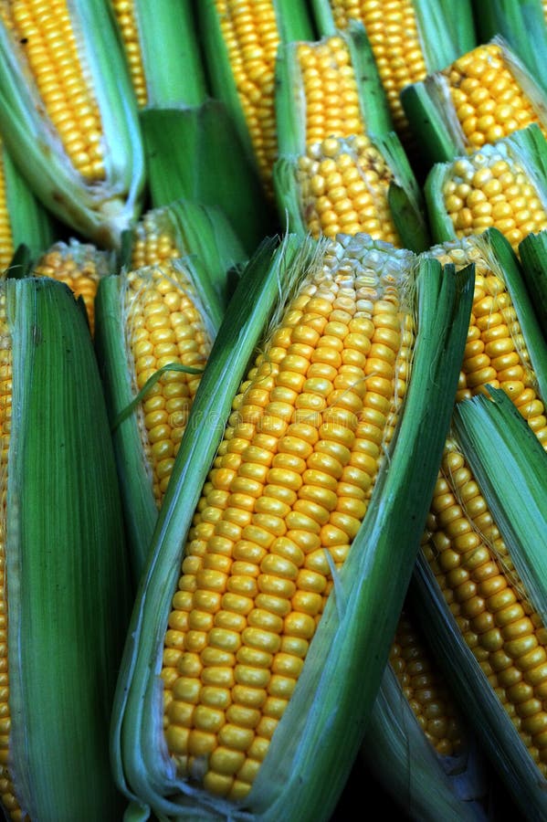 Ear of corn stock image. Image of husk, closeup, nutrition - 46150411