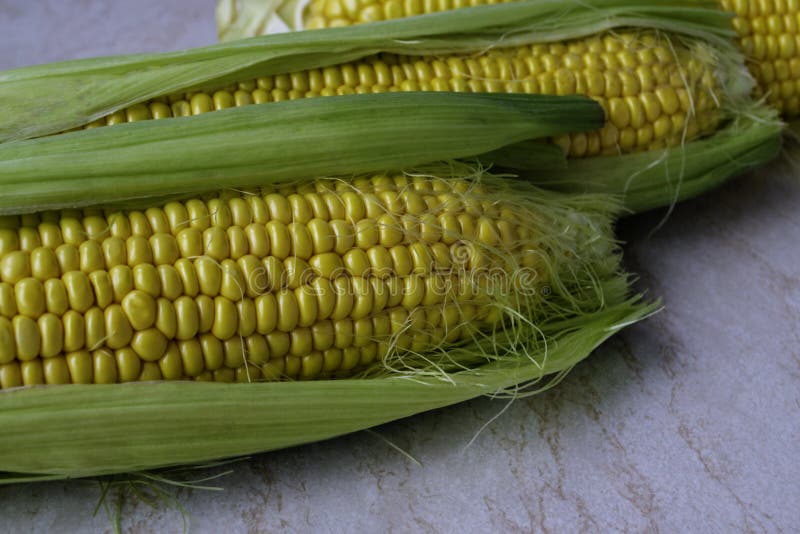 An Ear of Corn Lies on a Table. Ripe Fresh Corn with Leaves Stock Image ...