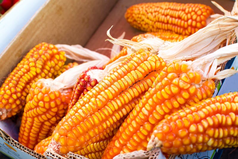Ear of corn on a market stock photo. Image of detail - 45052276