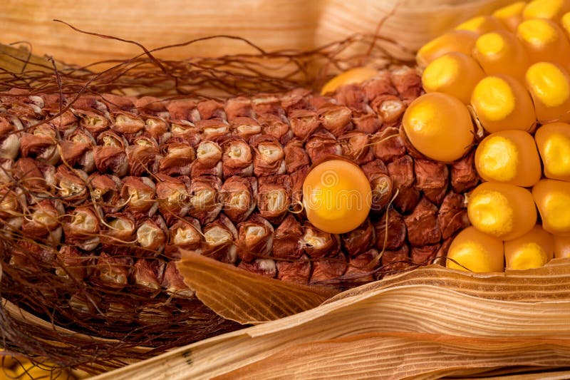 Ear Corn Kernel Tip Back Stock Photos - Free & Royalty-Free Stock ...