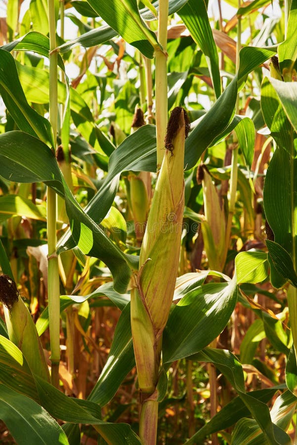 Ear of Corn in Natural Daylight on a Summer Day Stock Photo - Image of ...