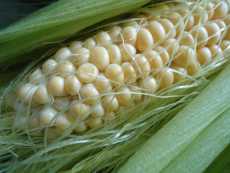 Ear of corn. stock image. Image of leaves, commodity - 77945007