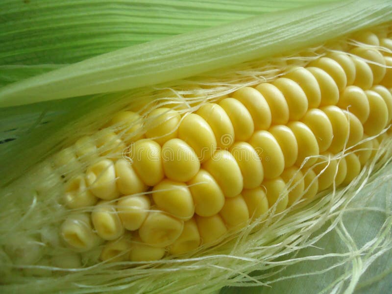 Ear of corn. stock photo. Image of surrounding, ingredients - 77945138