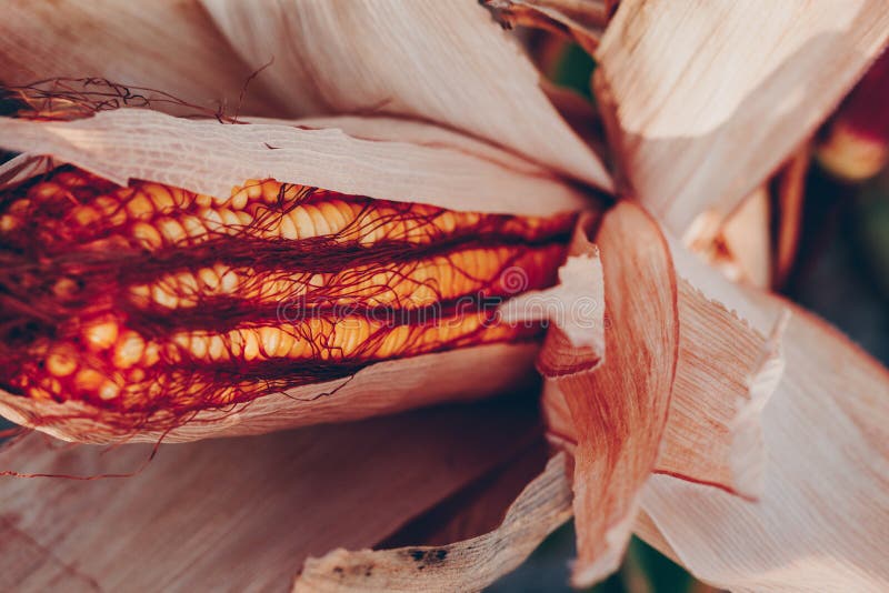 Setting Up Modified Ink Tank for Inkjet Printer. Printer Color Ink Tank ...