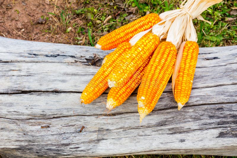 Ear of corn stock image. Image of farming, field, corncob - 48591533