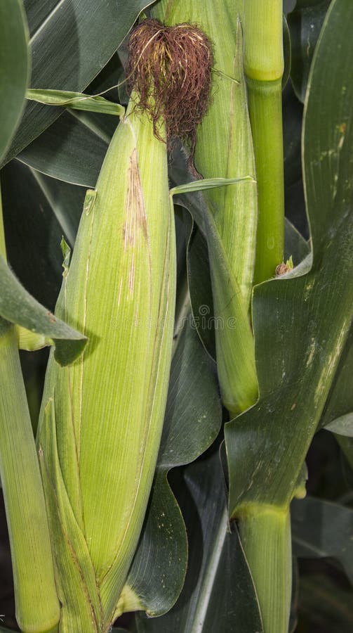 Ear of Corn Ready for Picking Stock Image - Image of green, rows: 110482281