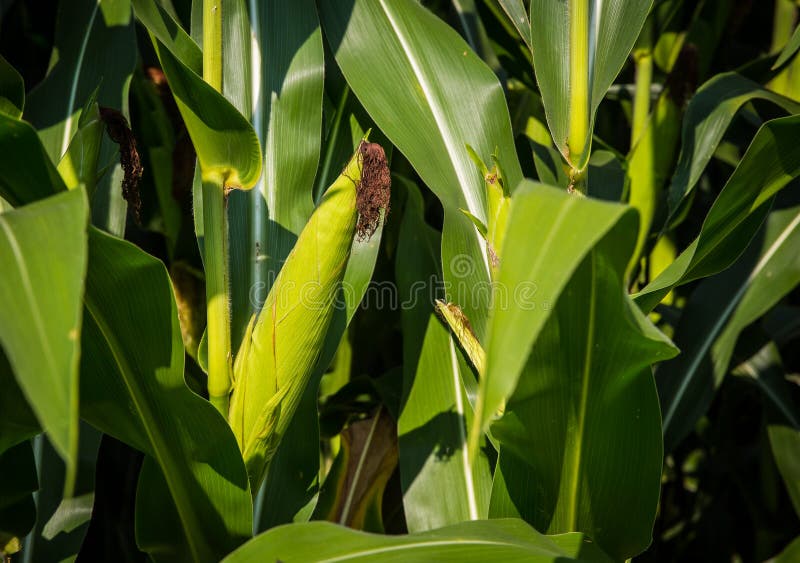 Ear of corn stock image. Image of farming, leaves, farms - 43401091