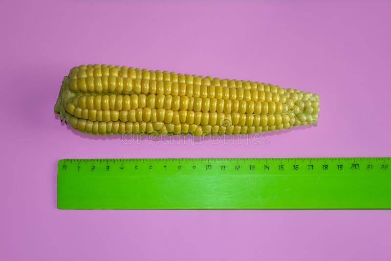 Ear of Corn with a Ruler on a Pink Background. Measuring the Size of ...