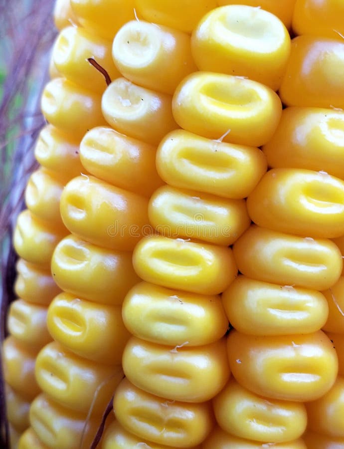 Ear of Corn with Silk and Husk Kernels. Dents in Kernals. Stock Photo ...