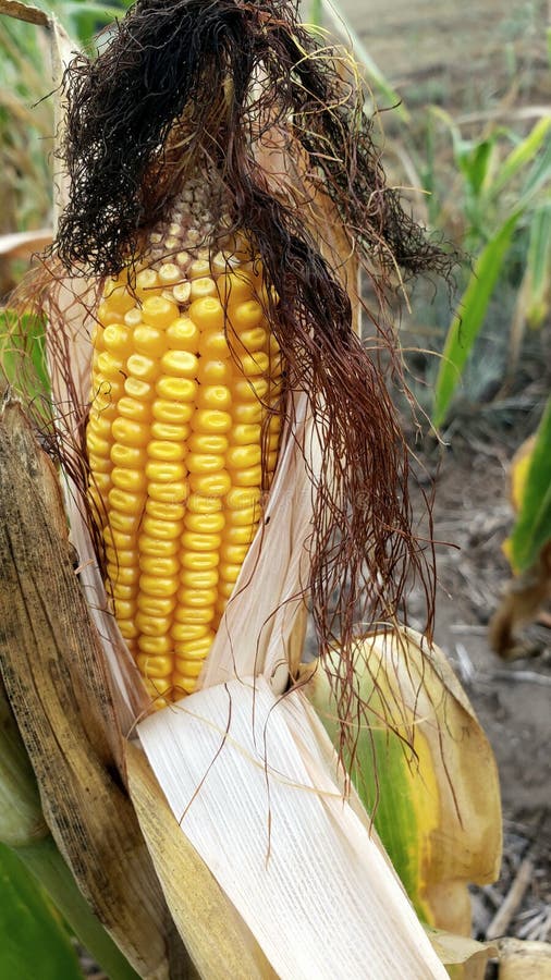 Ear of Corn with Silk and Husk on Stalk. Stock Image - Image of ... Ear of Corn with Silk and Husk on Stalk. Stock Image - Image of ...