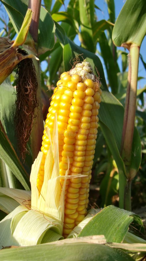 Corn Maize Ear on Stalk in Field Stock Image - Image of full, ripe ...