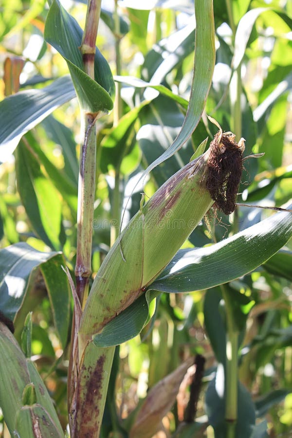 Ear of corn stock photo. Image of backgrounds, harvest - 49051182