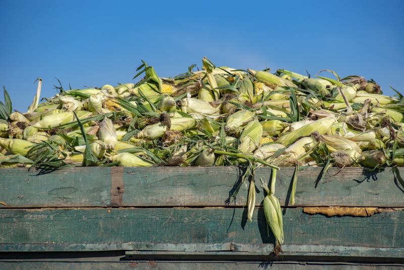 Corn Truck stock image. Image of maize, crop, husk, corn - 9850049