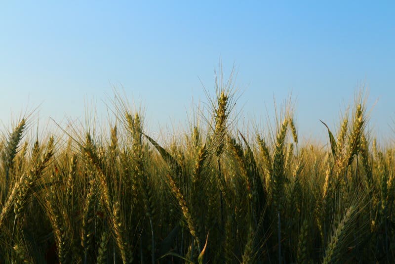Wheat Crop in the Agricultural Field Stock Photo - Image of industry ...