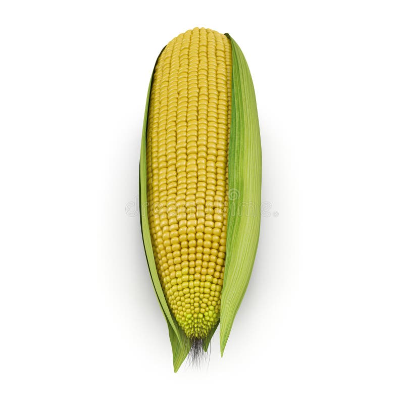 Ear Sweet Corn White 3d Illustration Stock Illustrations – 126 Ear ...