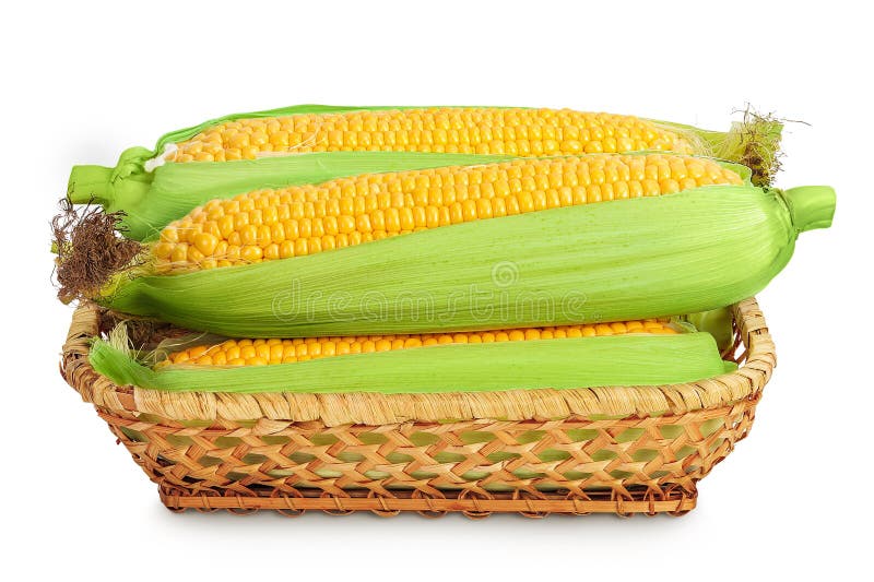 Ear of Corn in a Wicker Basket Isolated on a White Background with Full ...