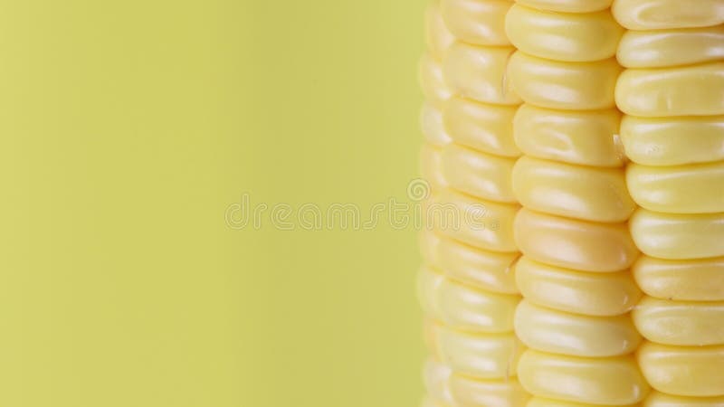 Ear of Corn on a Yellow Background, Extreme Macro Shooting. Free Space ...