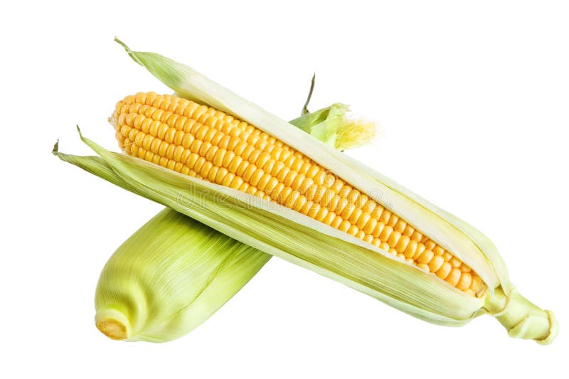 An Ear of Cornn Isolated on the White Stock Image - Image of husk ...