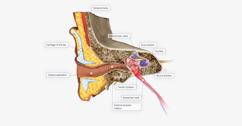 Cross section of ear stock illustration. Illustration of abstract ...